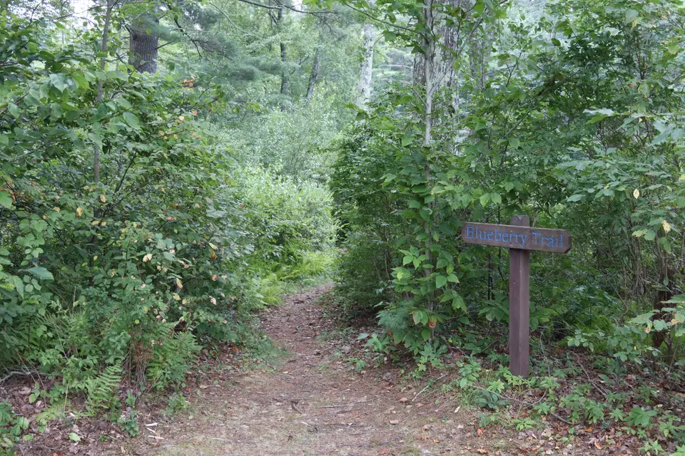 Clarksburg State Park in Clarksburg, MA | Berkshires Outside
